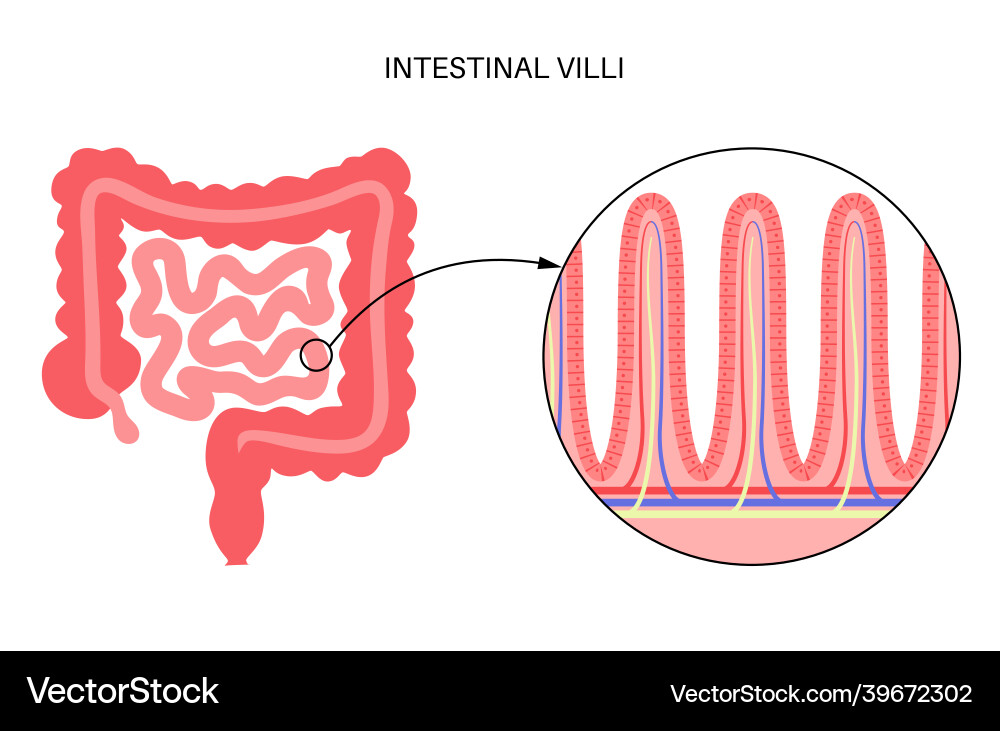 Intestinal villi anatomy Royalty Free Vector Image