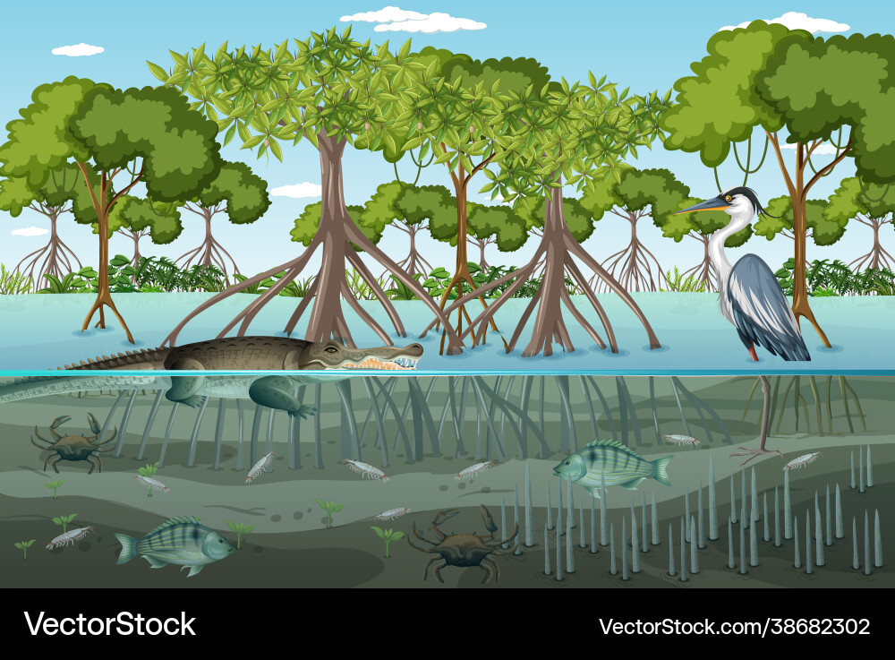 Mangrove forest landscape scene at daytime Vector Image