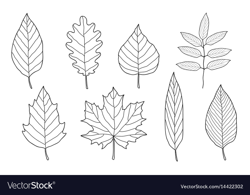 Set of hand drawn leaves Royalty Free Vector Image Set of hand drawn leaves Royalty Free Vector Image