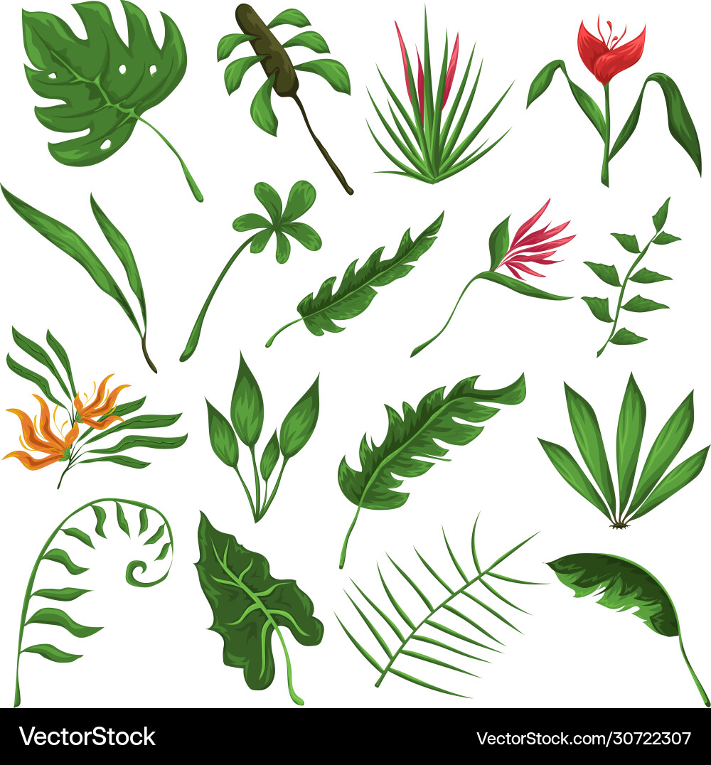 Jungle leaves and flowers Royalty Free Vector Image