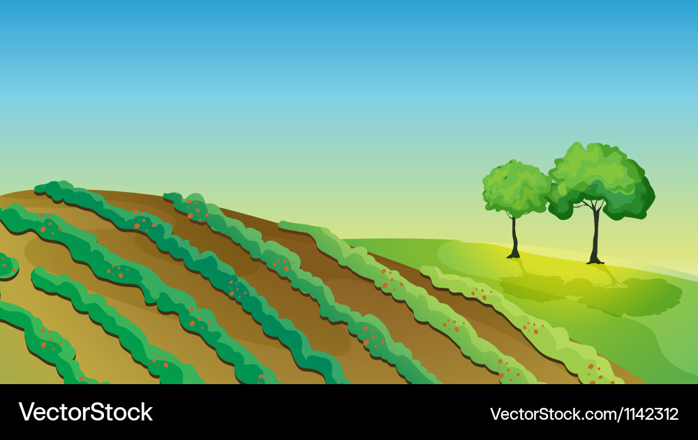 Agricultural land and trees Royalty Free Vector Image