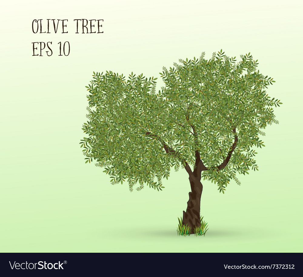 Olive tree Royalty Free Vector Image - VectorStock