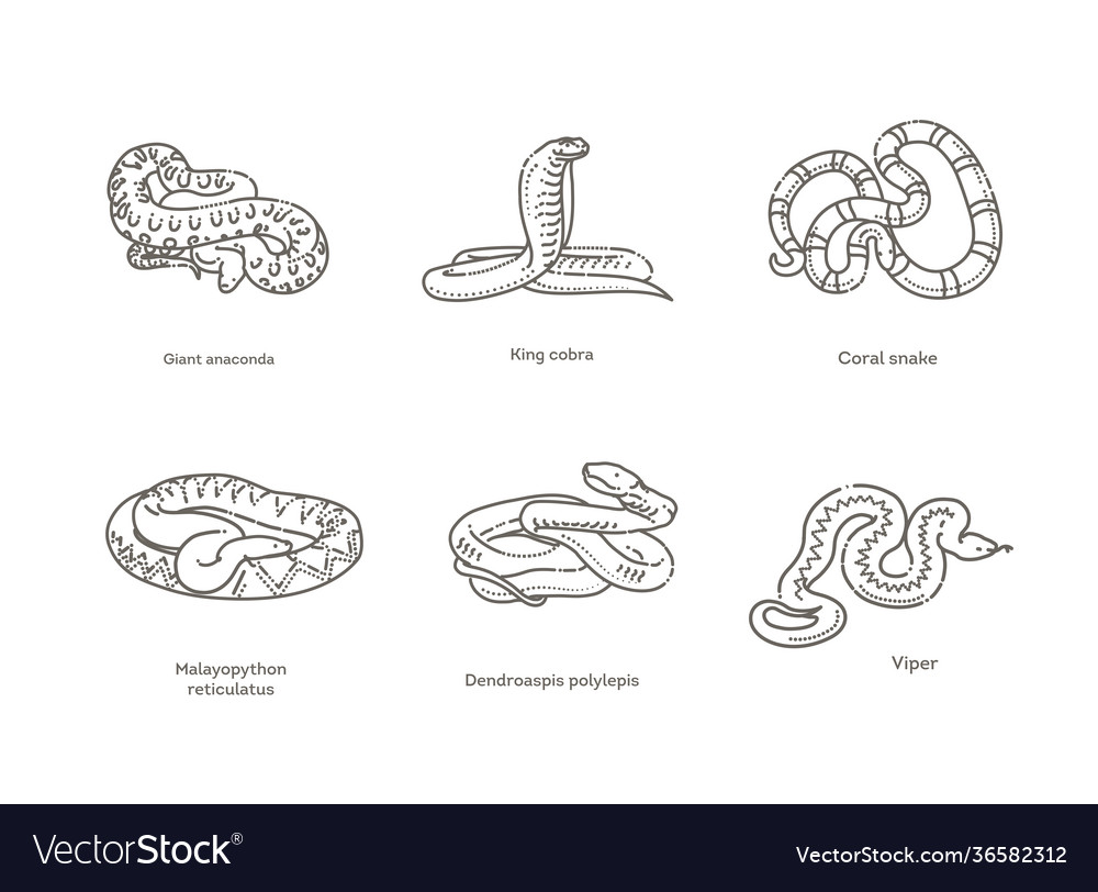 Snakes icons set line design collection Royalty Free Vector