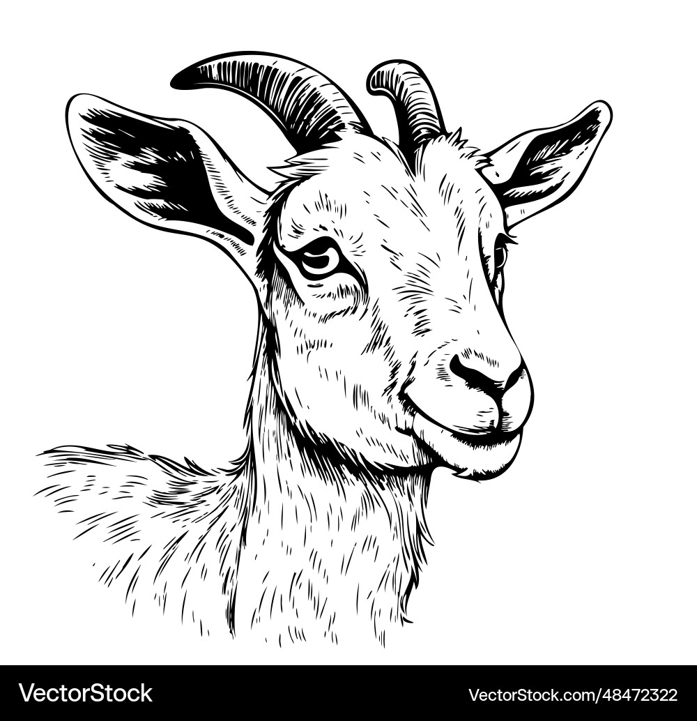 Farm goat kid hand drawn sketch Royalty Free Vector Image