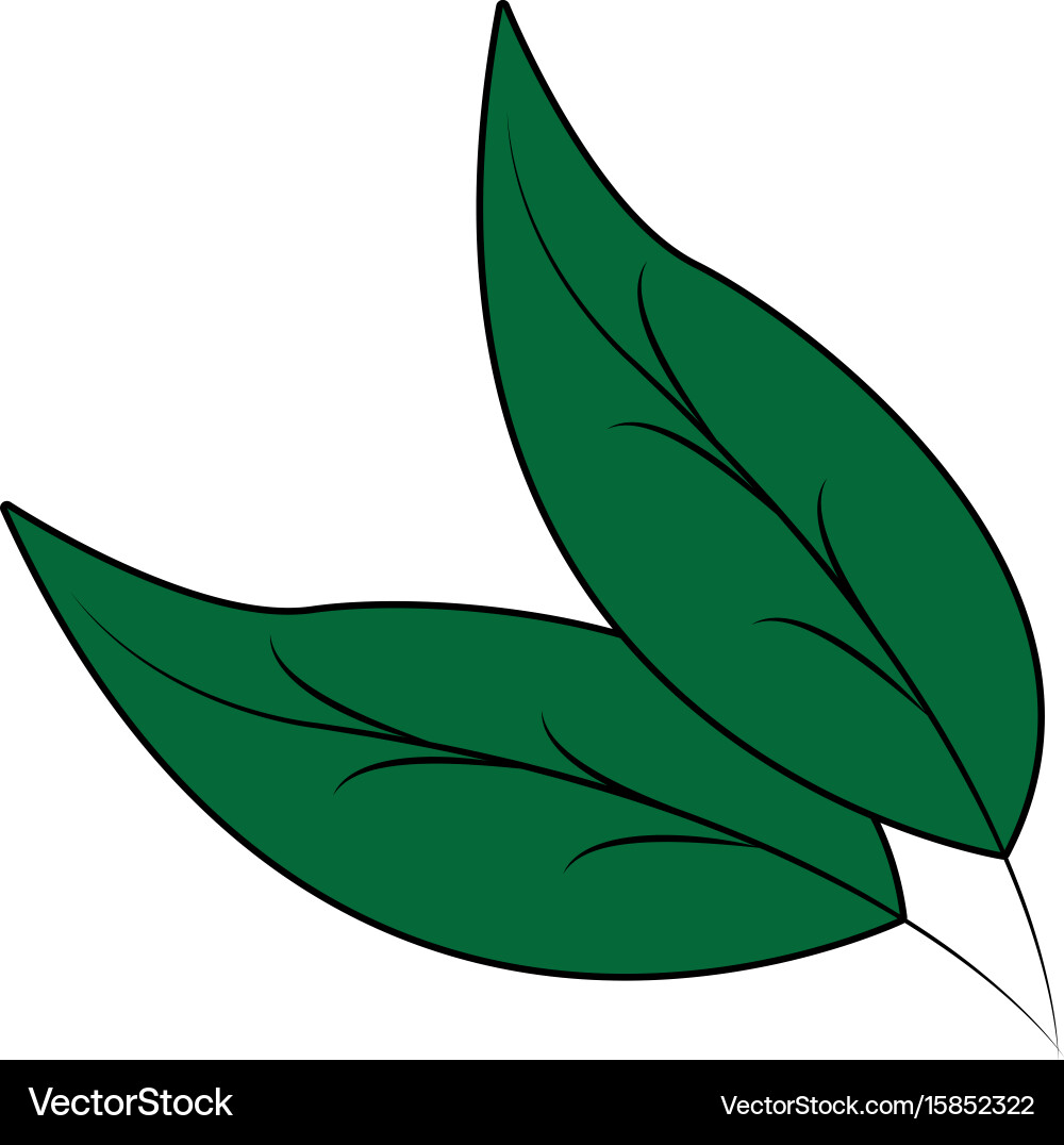 Leave nature botanical foliage plant Royalty Free Vector