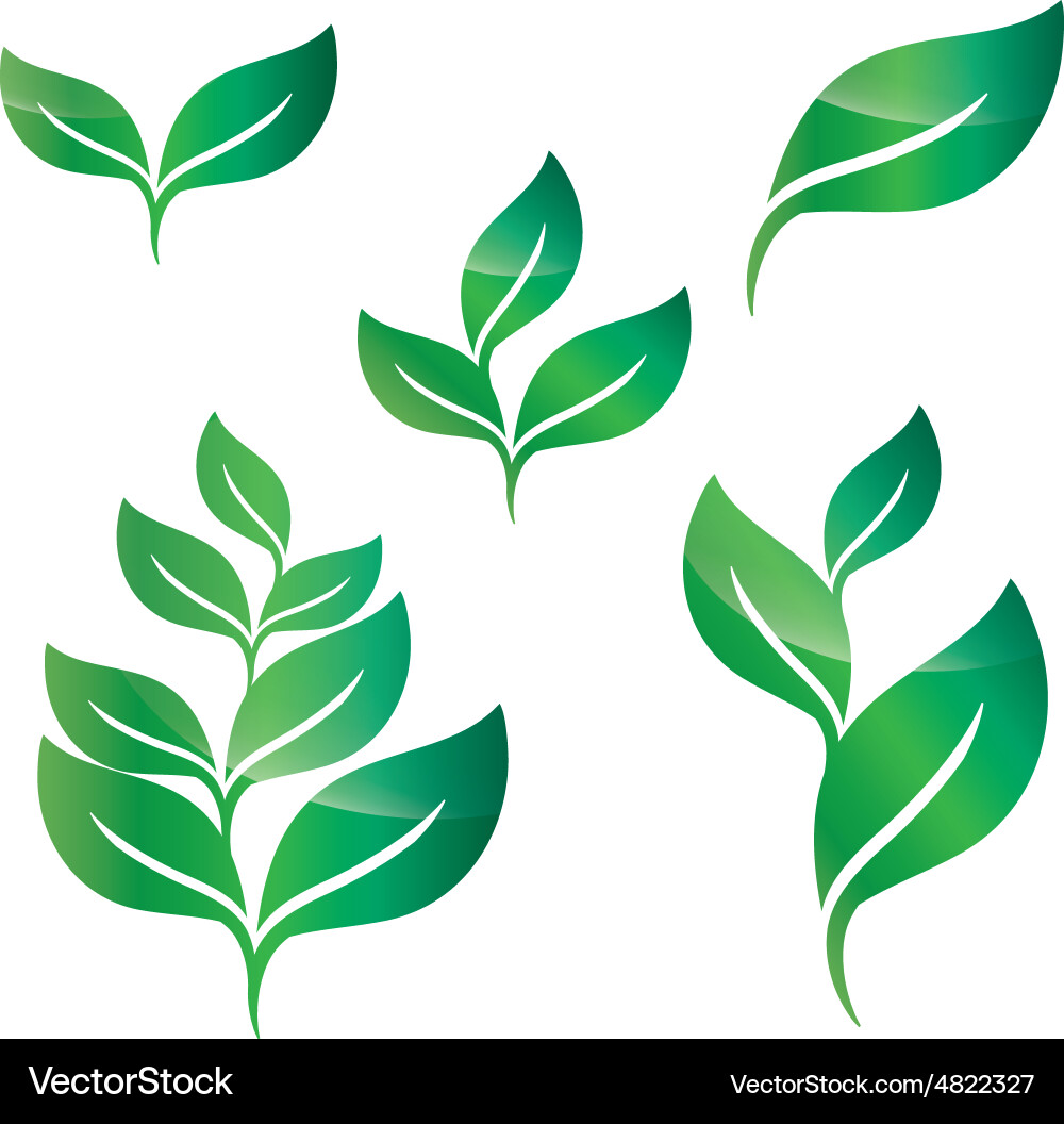 Set of green leaves design elements Royalty Free Vector