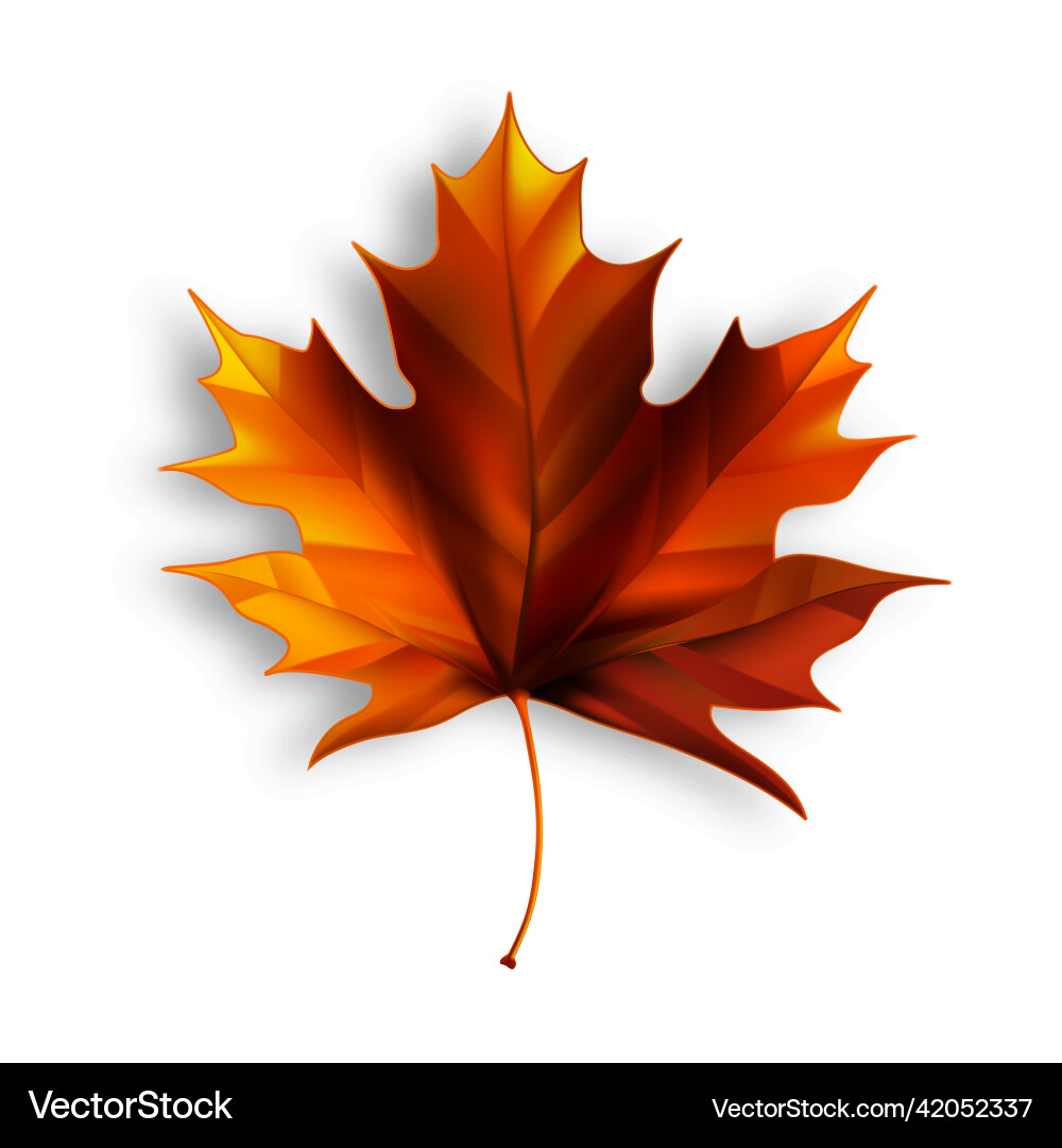 Maple leaf autumn season natural foliage Vector Image