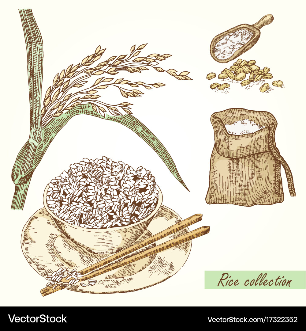 Rice set hand drawn of Royalty Free Vector Image