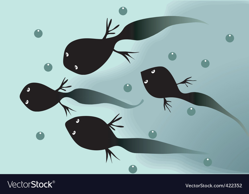 Tadpole Royalty Free Vector Image - VectorStock