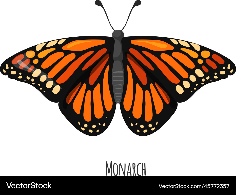 Monarch butterfly bright summer moth nature Vector Image