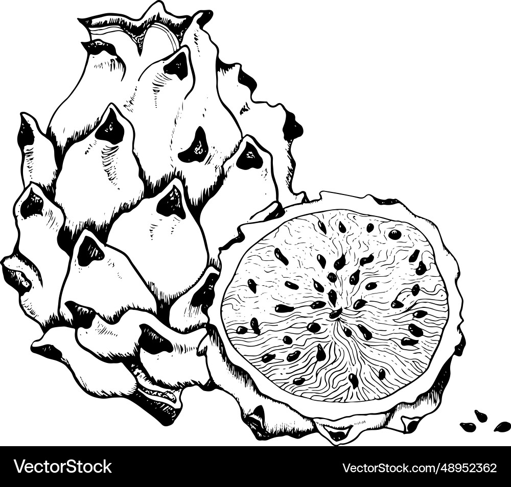 Dragon fruit sketch pitaya drawing Royalty Free Vector Image