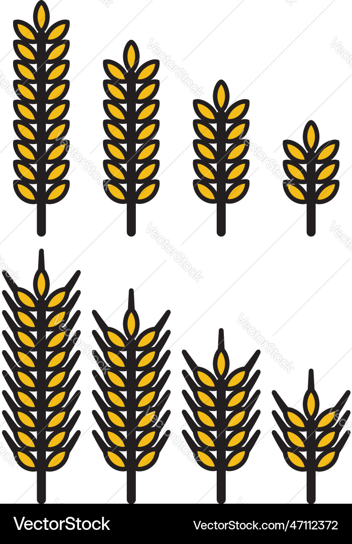 Bunch of wheat or rye ears Royalty Free Vector Image