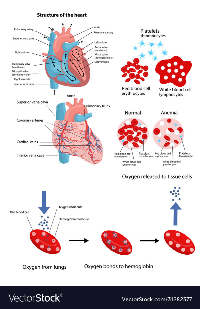 Heart structure Royalty Free Vector Image - VectorStock
