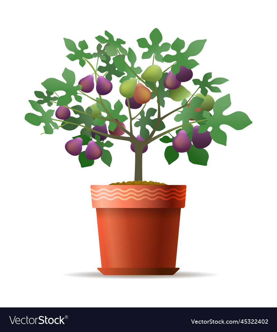 Decorative fig tree Royalty Free Vector Image - VectorStock