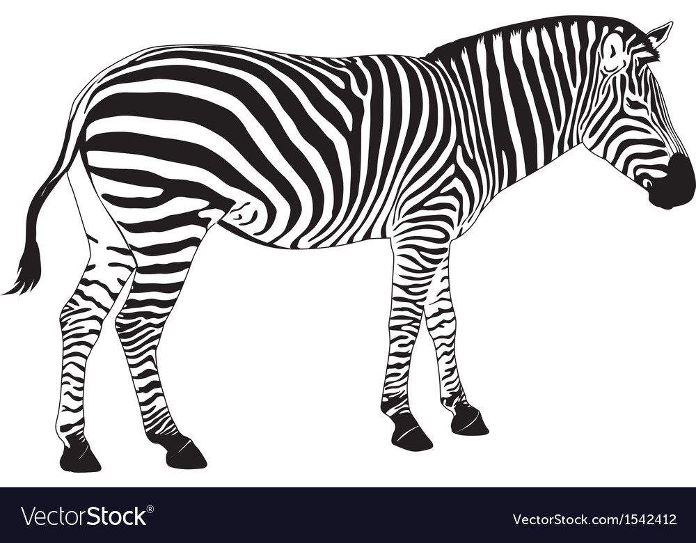 Zebra Royalty Free Vector Image - VectorStock