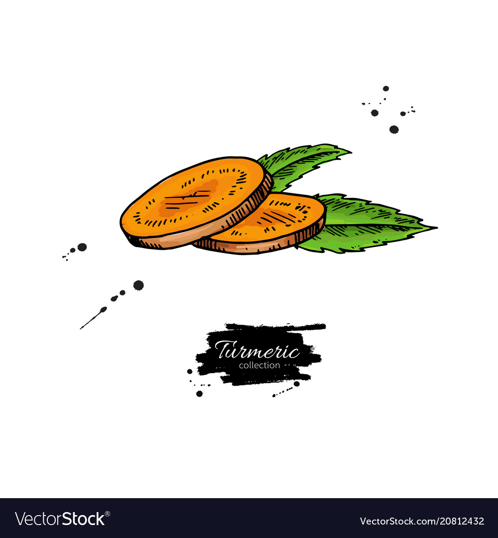 Turmeric root sliced pieces hand drawn Royalty Free Vector Turmeric root sliced pieces hand drawn Royalty Free Vector