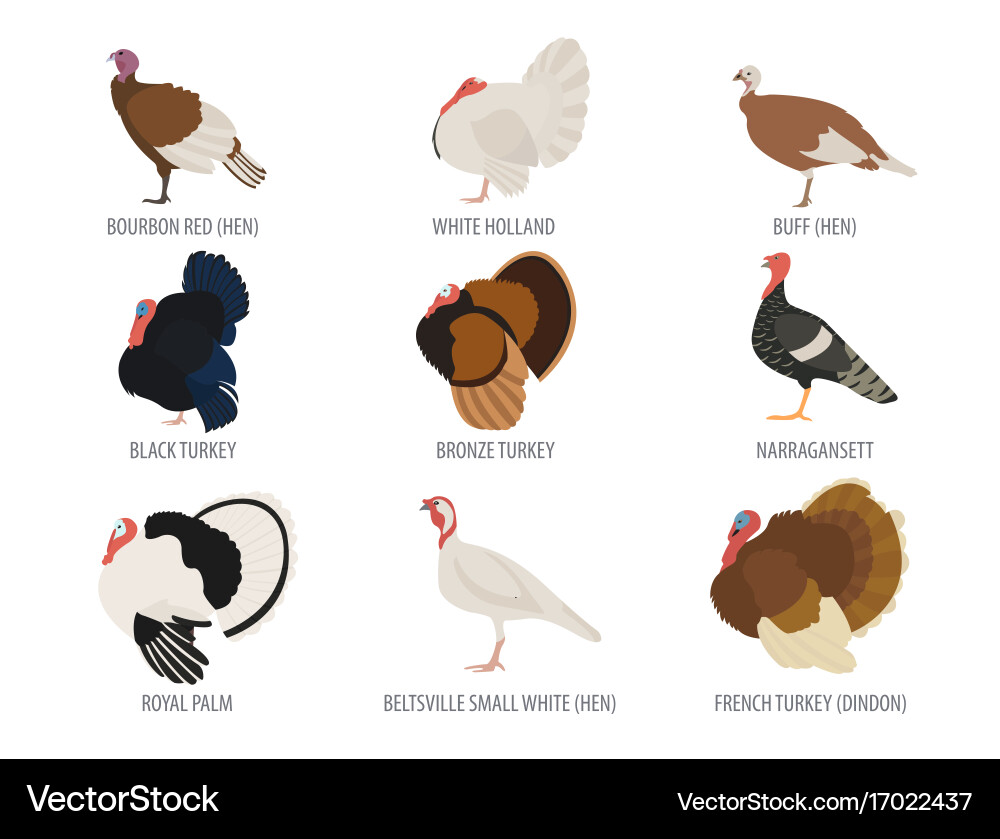 Poultry farming turkey breeds icon set flat design