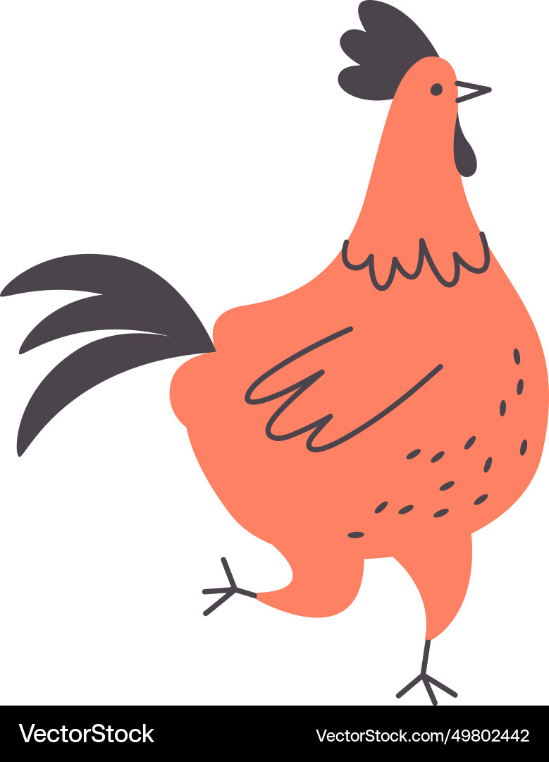 Chicken funny bird Royalty Free Vector Image - VectorStock