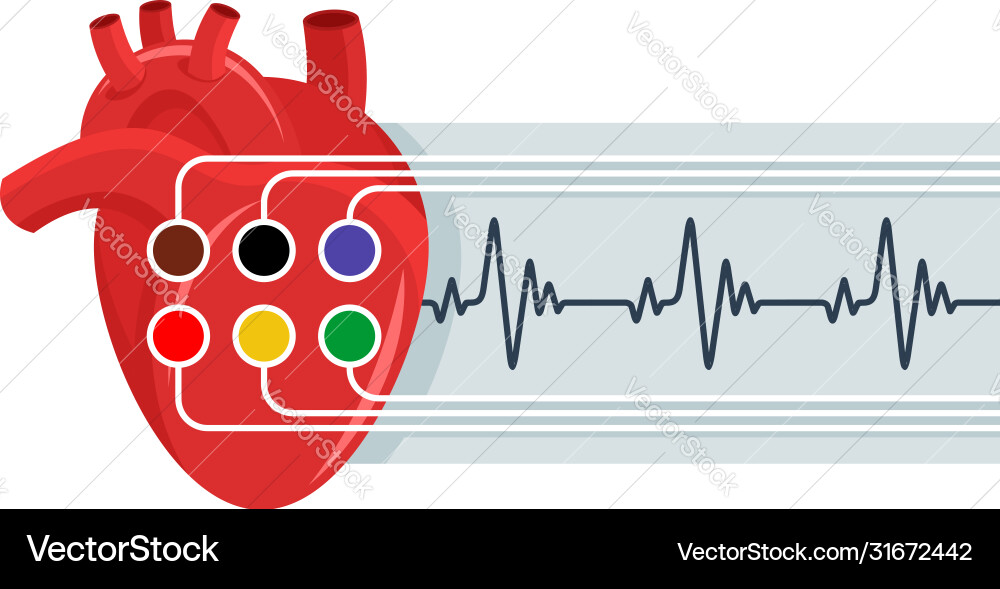 Electrocardiography icon with human heart Vector Image
