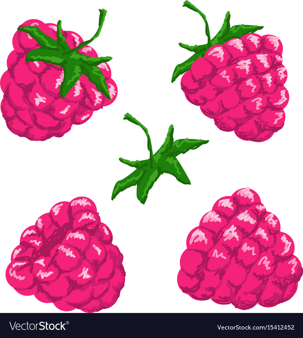 Raspberry berries set Royalty Free Vector Image