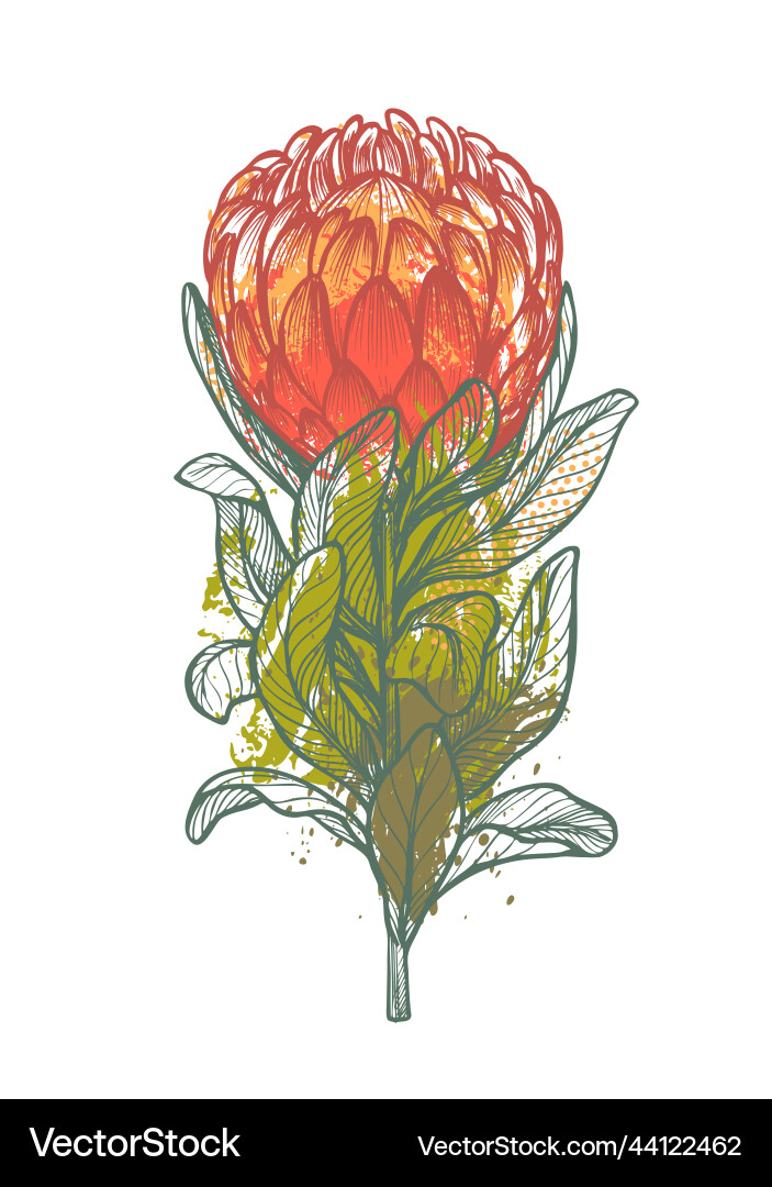Traditional african protea flower Royalty Free Vector Image