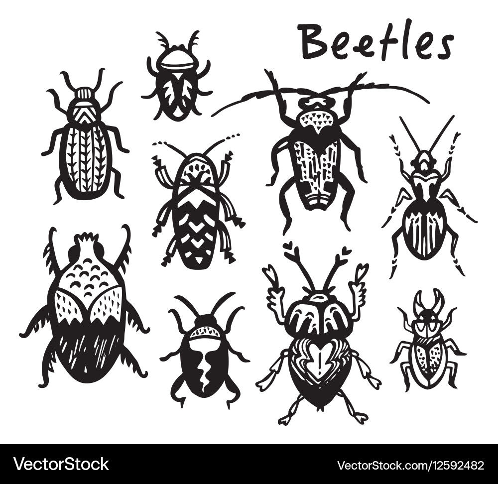 Set of hand drawn ink bugs beetles Royalty Free Vector Image