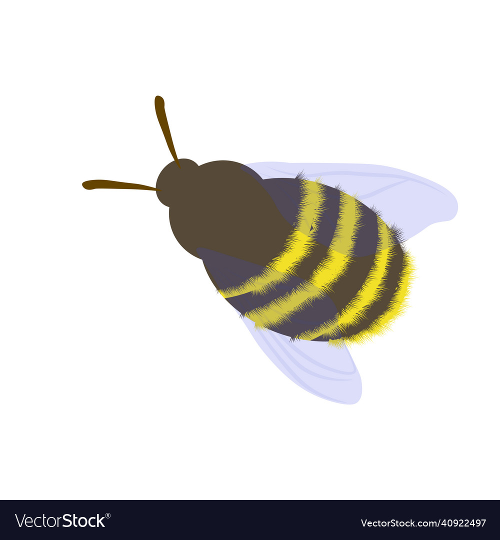 Bumblebee Royalty Free Vector Image - VectorStock