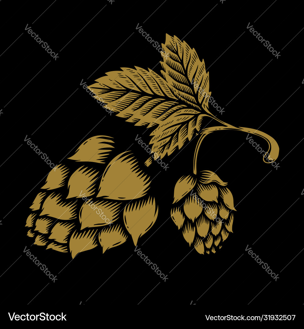 Beer hop in engraving style design element Vector Image
