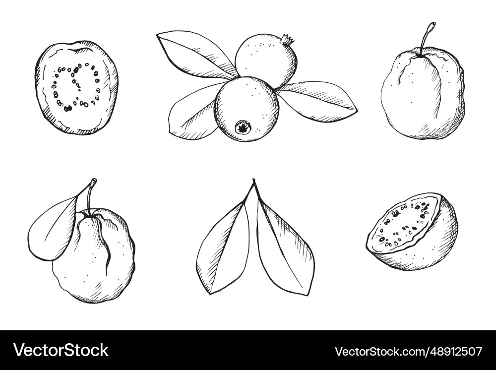 Guava edible tropical fruit hand drawn Royalty Free Vector