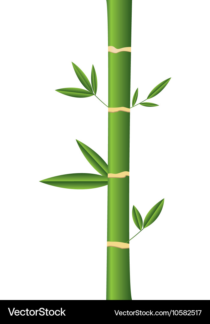 Bamboo natural plant isolated Royalty Free Vector Image