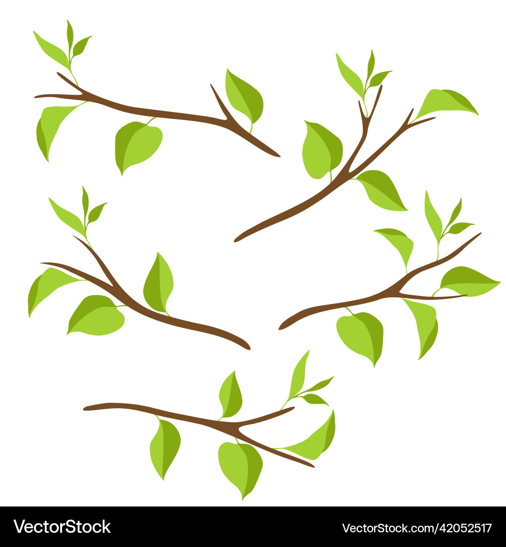 Set of branches with green leaves spring Vector Image