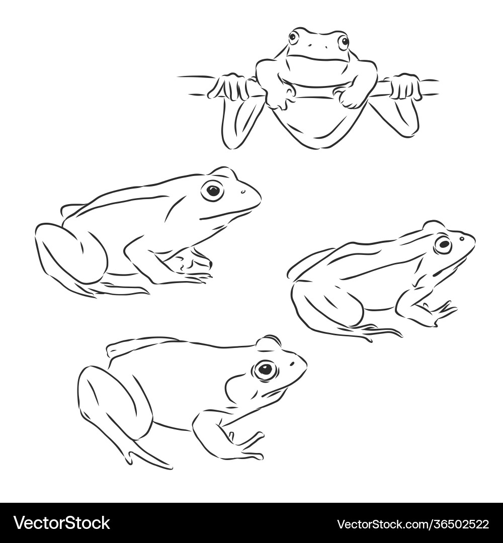 Outline drawing a frog isolated on white Vector Image
