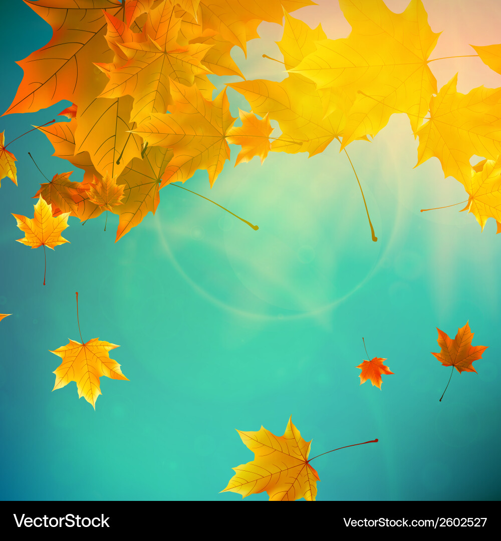 Beautiful autumn leaves Royalty Free Vector Image