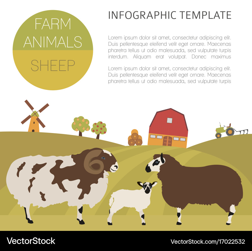 Sheep farming infographic template ram ewe lamb Vector Image