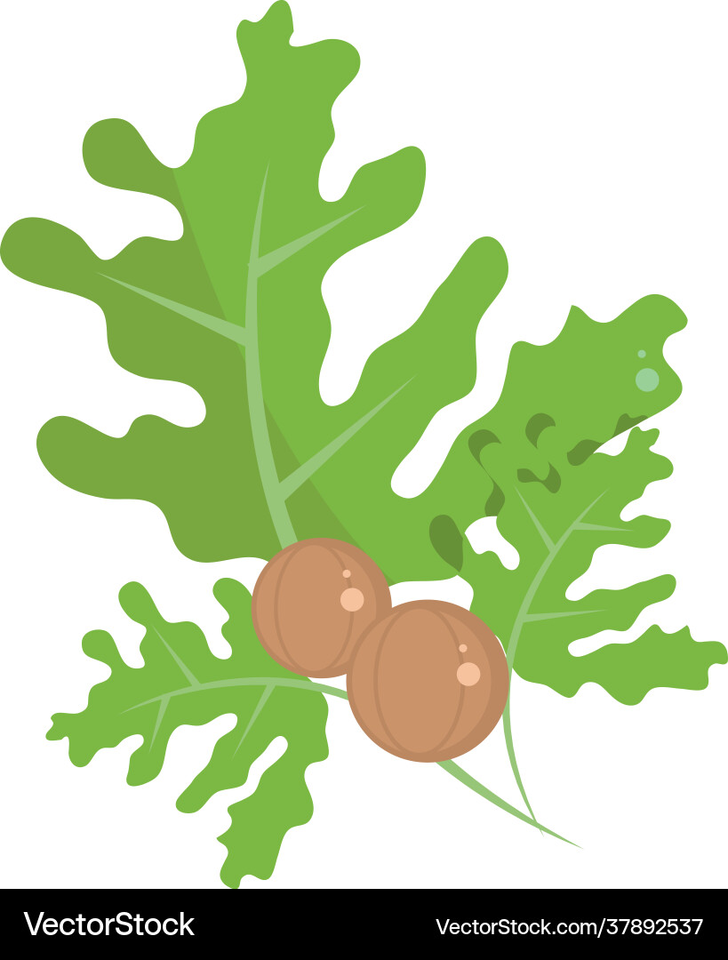 Fruit leaves nature Royalty Free Vector Image - VectorStock