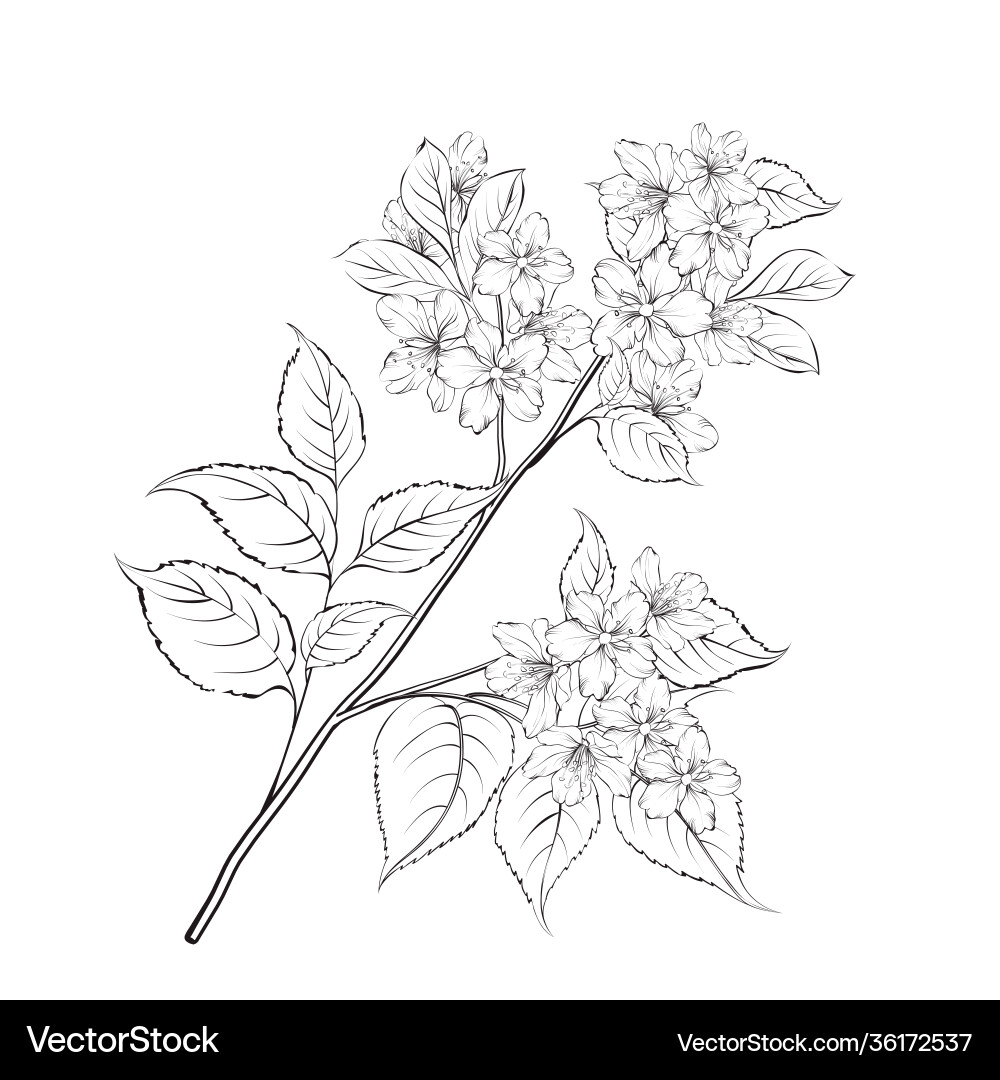 Outline blooming sakura isolated over white Vector Image