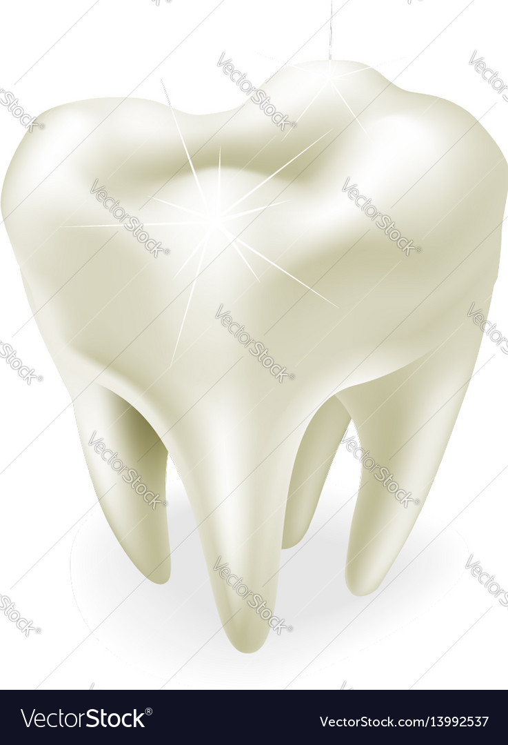 Tooth Royalty Free Vector Image - VectorStock