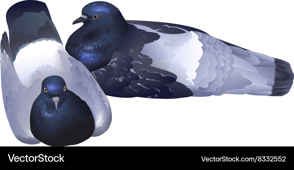 Pair of wild pigeons resting Royalty Free Vector Image