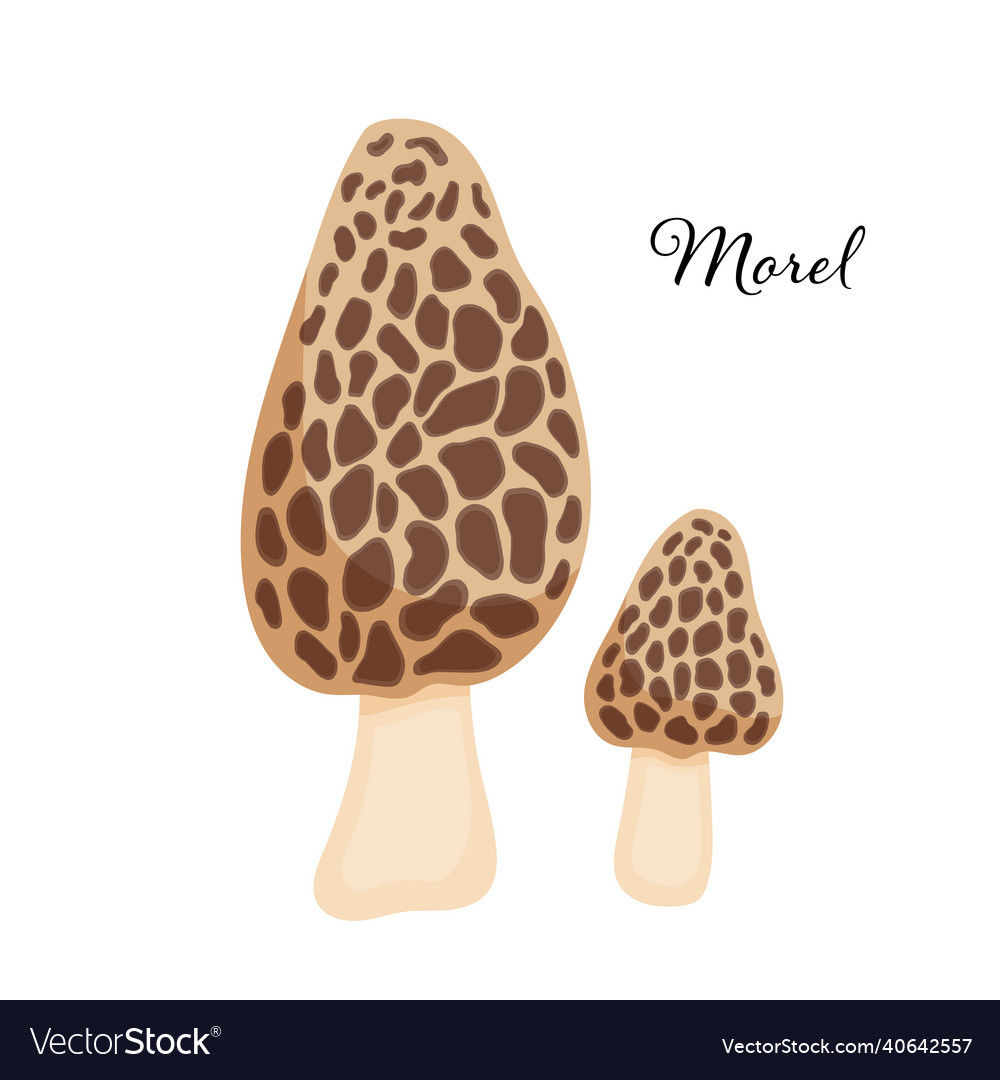 Morel mushroom cartoon Royalty Free Vector Image