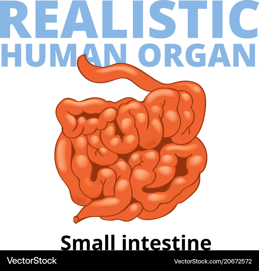 Realistic human small intestine isolated on white Vector Image