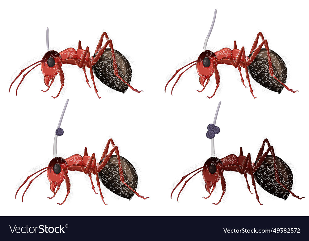 Zombie ant fungus a set of ants infected Vector Image