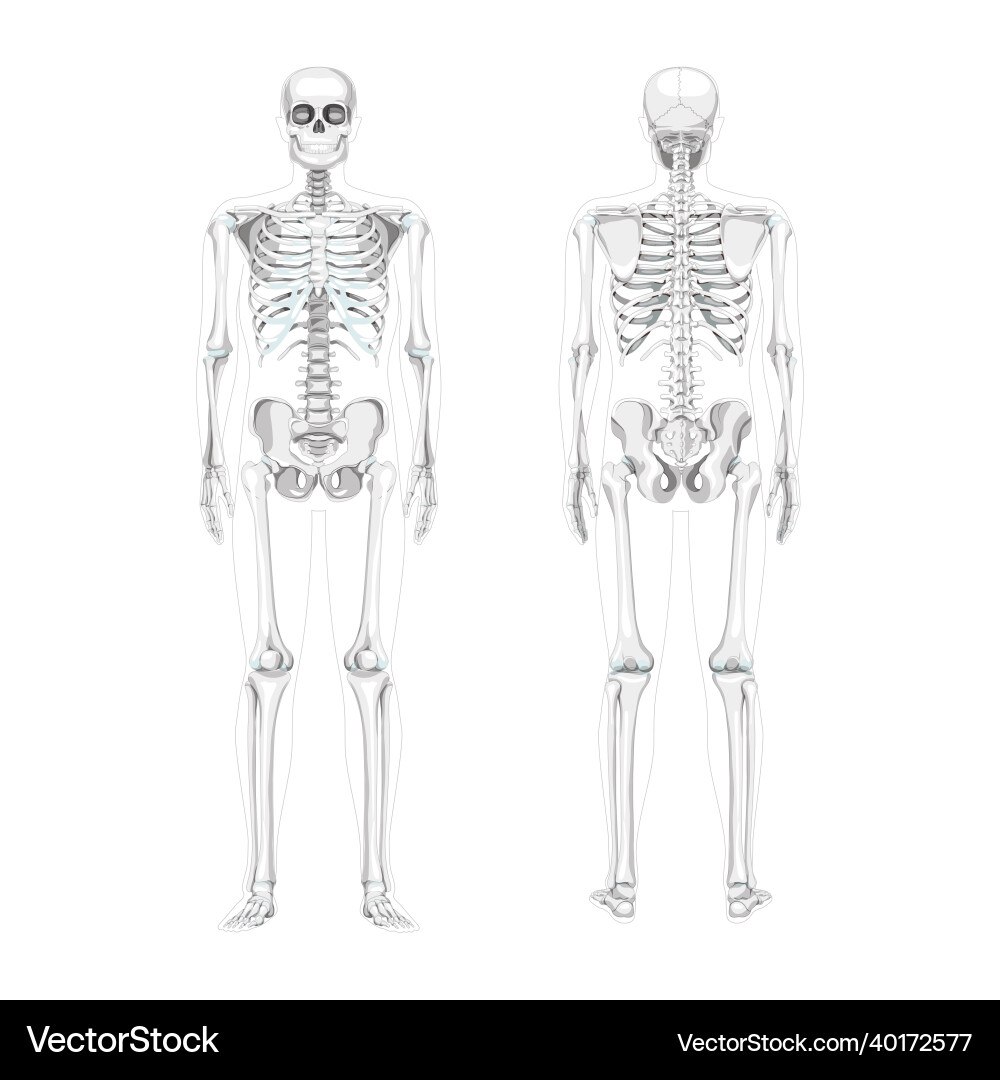 Set of skeleton humans realistic diagram front Vector Image