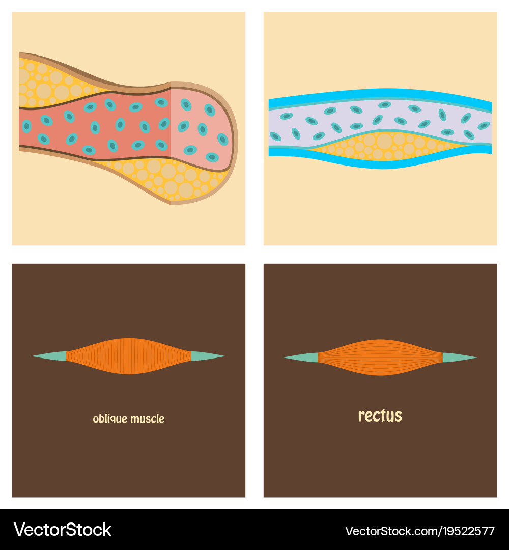 Types muscle tissue human body diagram Royalty Free Vector