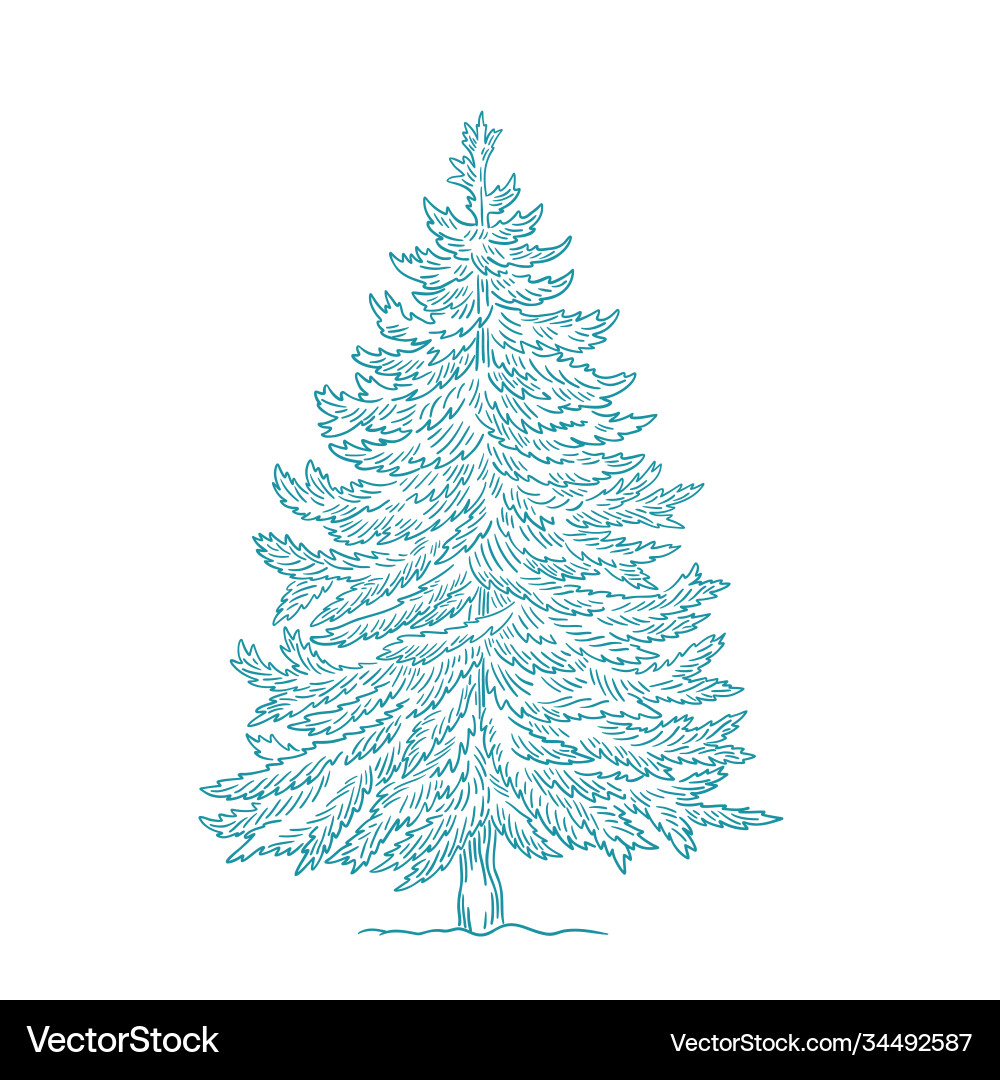 Christmas tree conifer spruce new year fir-tree Vector Image
