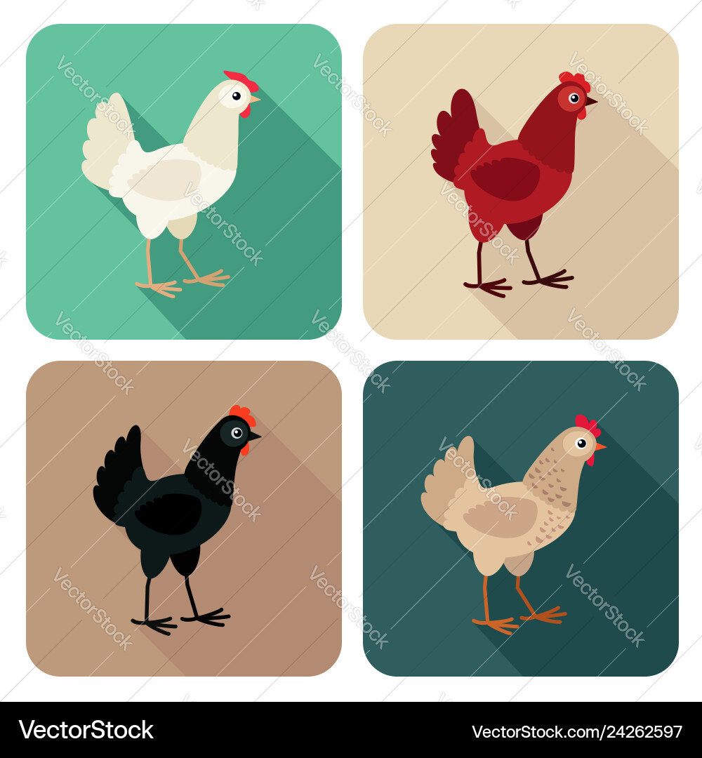 Chicken breeds icon set in flat style with shadow Vector Image