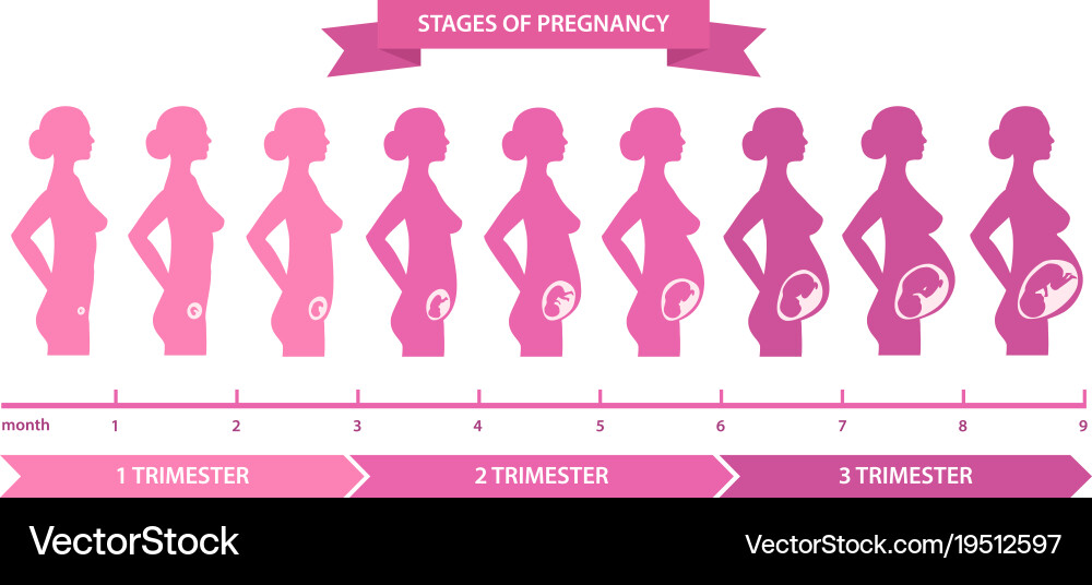 Pregnancy stages line Royalty Free Vector Image
