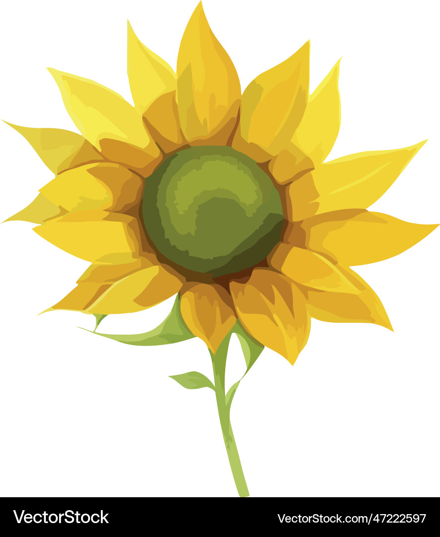 Sunflower on white background Royalty Free Vector Image