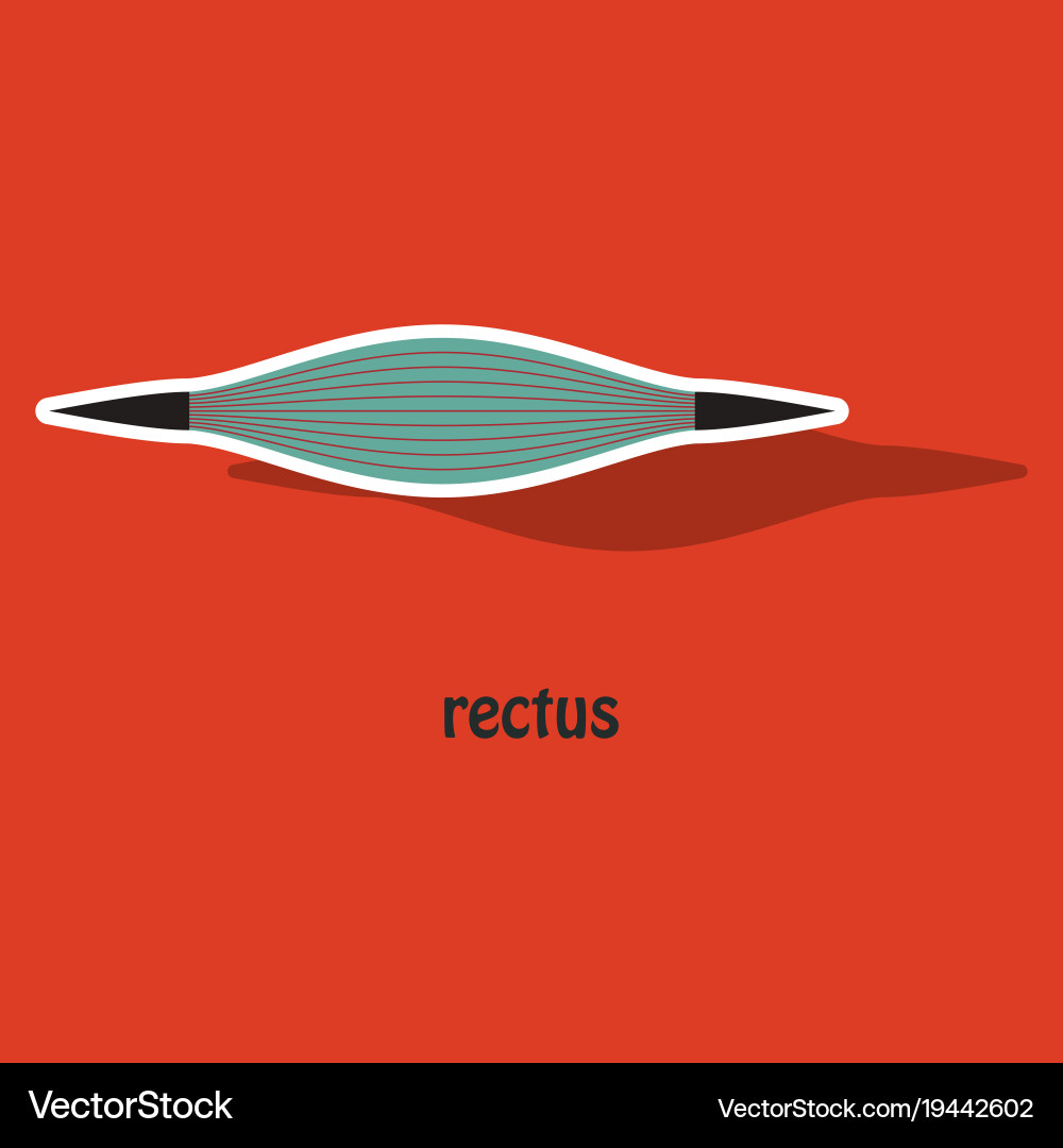 Sticker rectus - didactic board anatomy of Vector Image