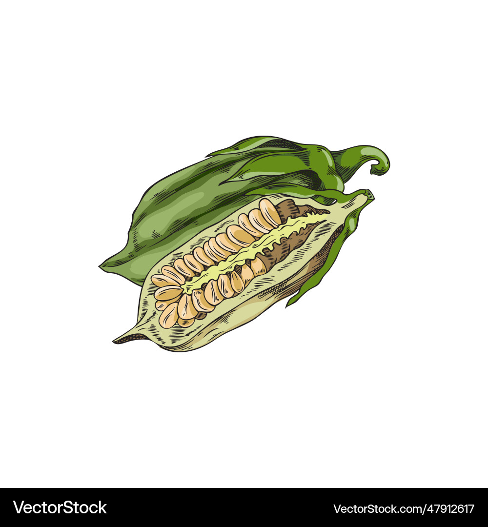 Isolated of raw sesame open Royalty Free Vector Image
