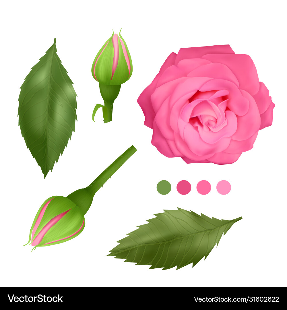 Realistic pink rose on white background leaves Vector Image
